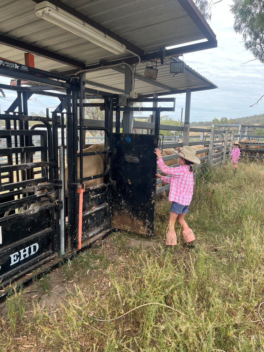 Home Paddock Meats from our family farm to your families kitchen.